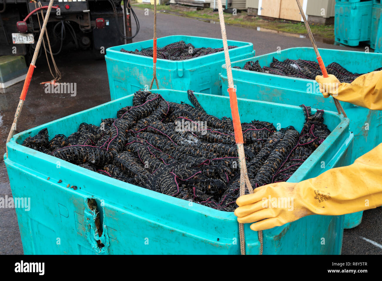 Mussel seed hi-res stock photography and images - Alamy