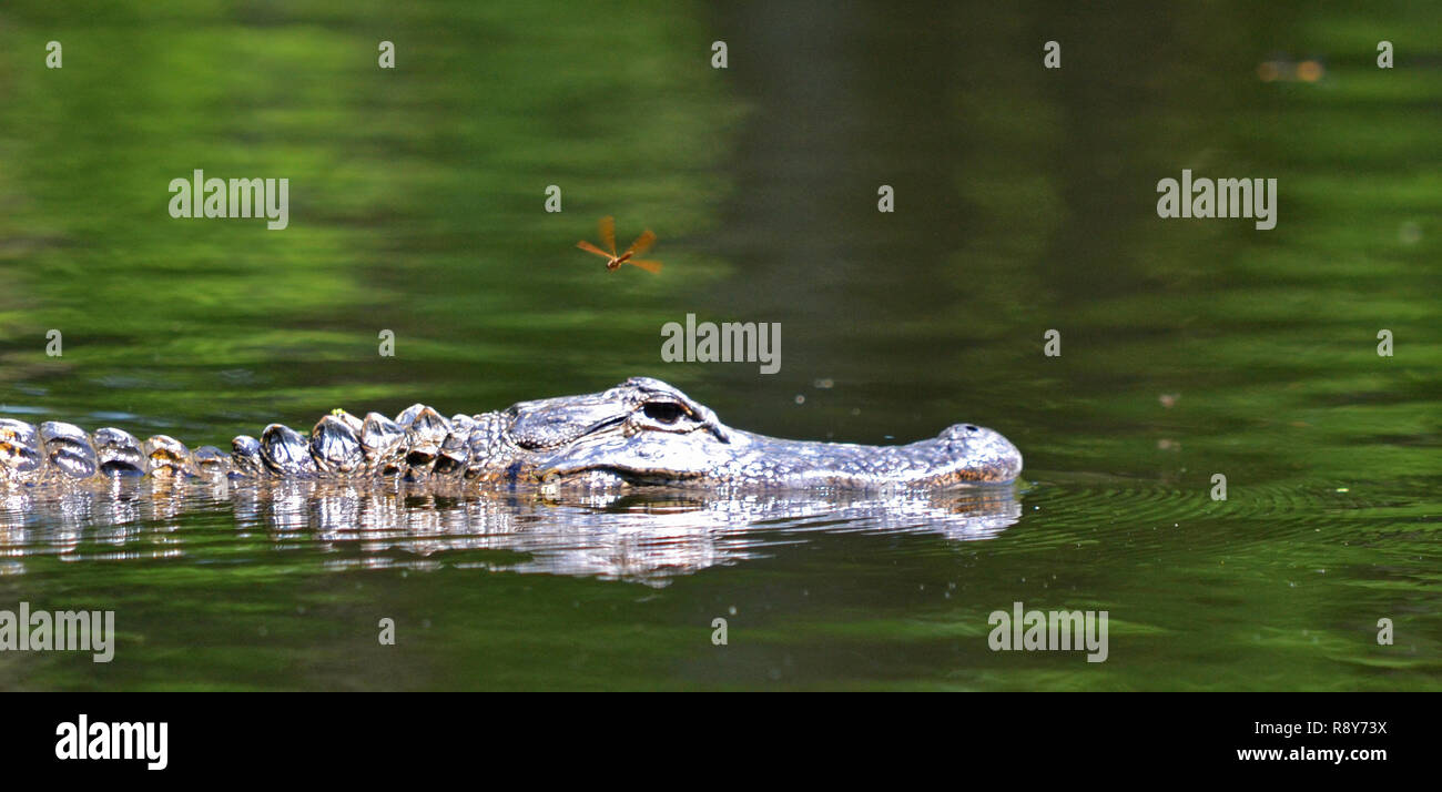 Alligator and Friend Stock Photo - Alamy