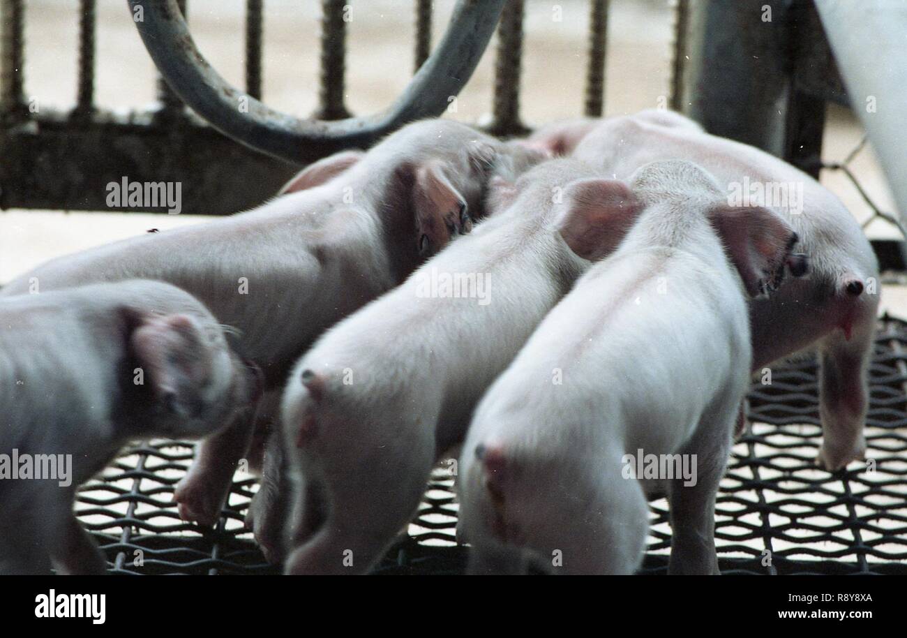 picture of baby pigs Stock Photo - Alamy