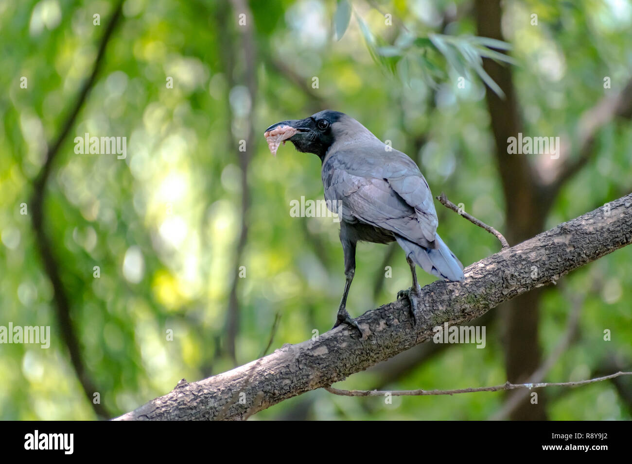 House Crow [Corvus splendens] Stock Photo - Alamy
