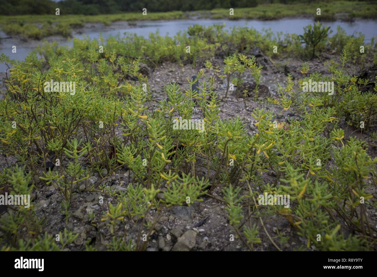 MARINE CORPS BASE HAWAII – Pickle Weed, an invasive plant species ...