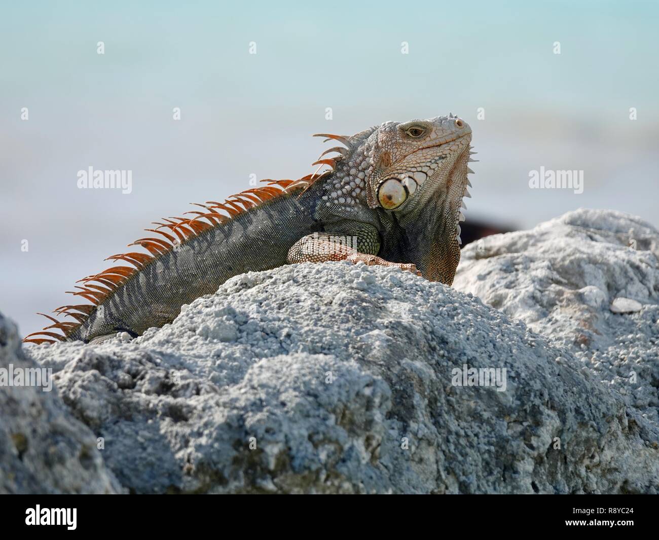 Close up of wild Iguana (Iguana iguana), on rocky shore, Key West ...