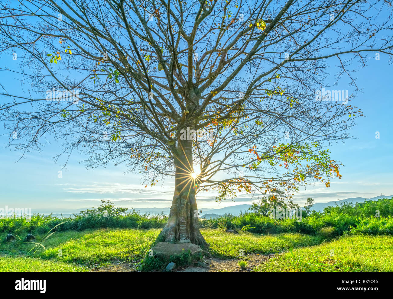The old Bodhi tree is in the time of changing leaves in winter when the ...