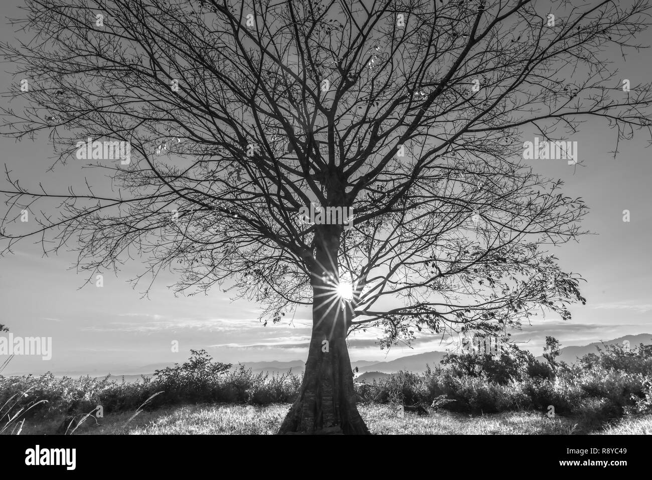 The old Bodhi tree is in the time of changing leaves in winter when the ...