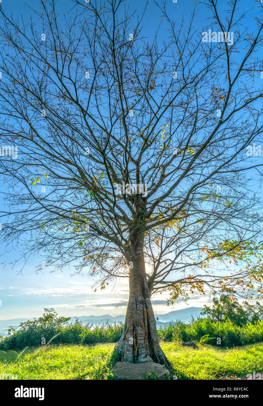 The old Bodhi tree is in the time of changing leaves in winter when the ...