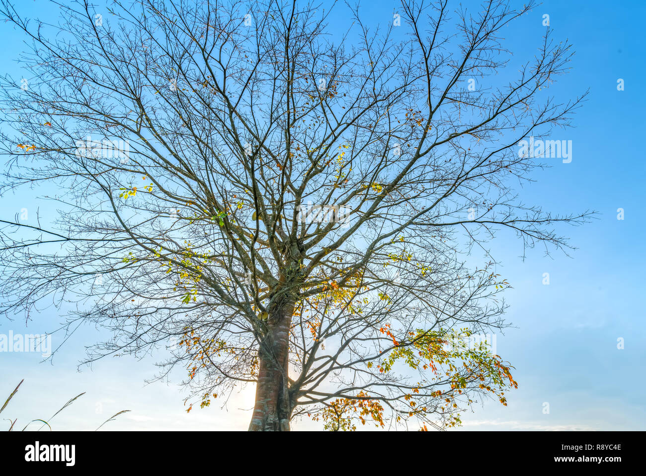 The old Bodhi tree is in the time of changing leaves in winter when the ...