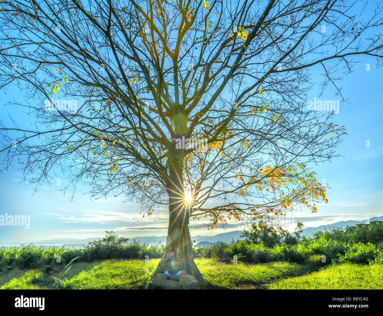 The old Bodhi tree is in the time of changing leaves in winter when the ...