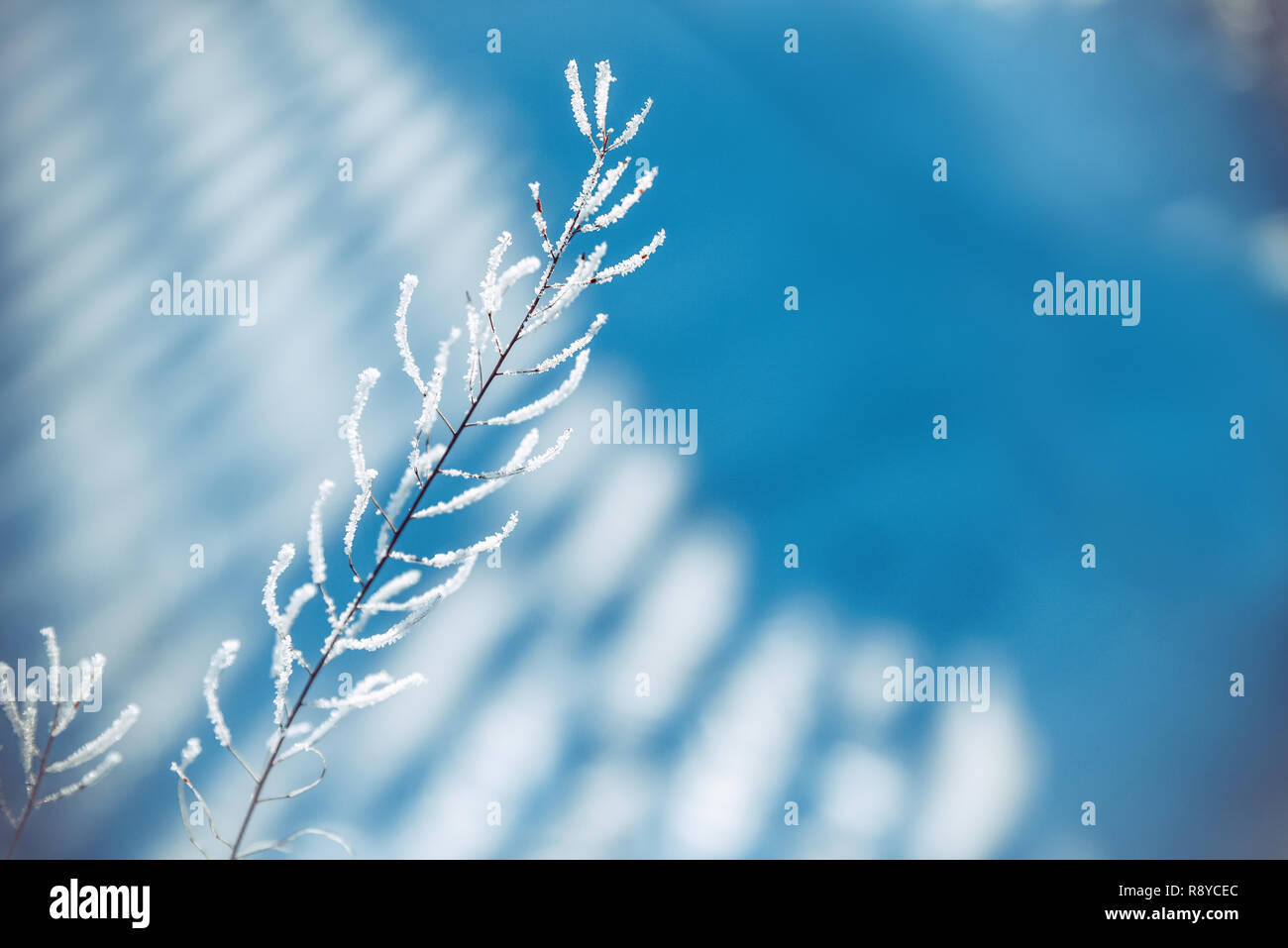 Beautiful blue blurred winter background. A twig in white frost Stock ...