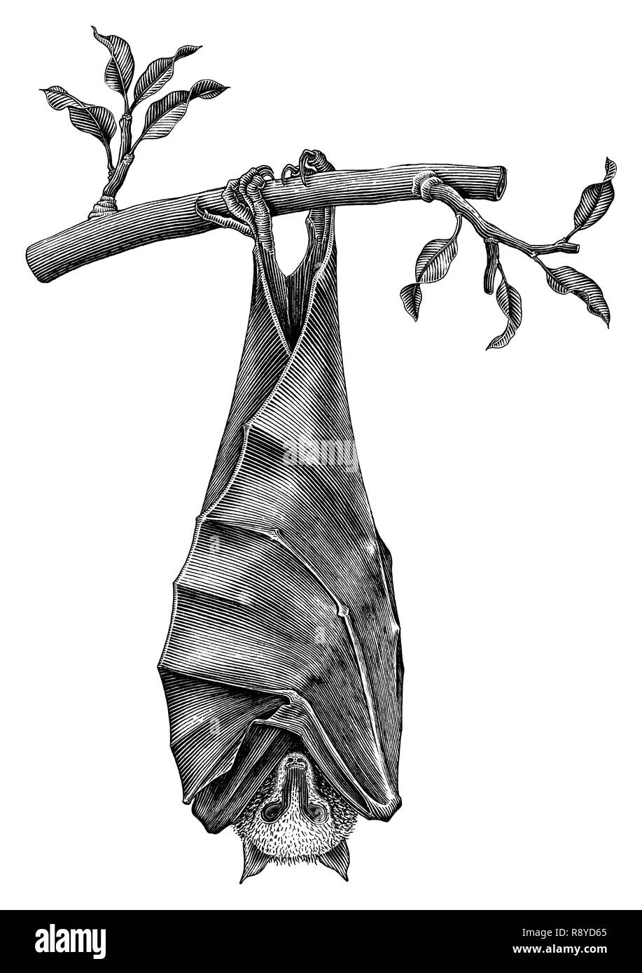 Realistic Bat Drawing