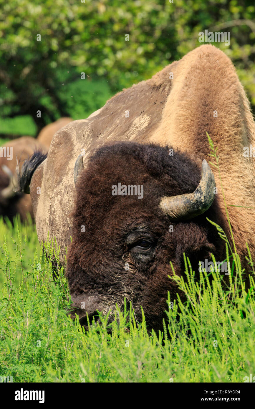 American bison (Bison bison) in a grassy field, Ouabache State Park in ...