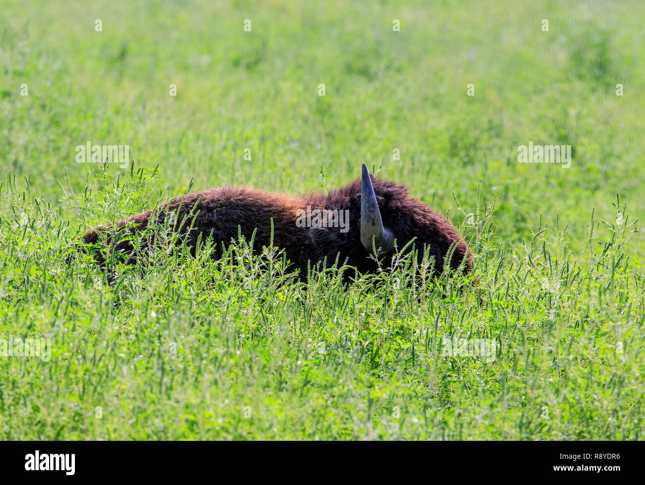 American bison (Bison bison) in a grassy field, Ouabache State Park in ...