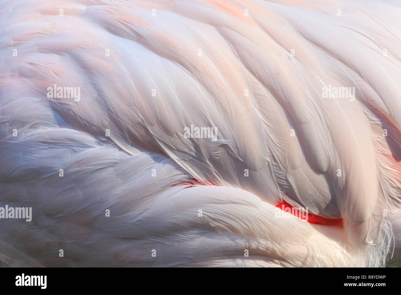 Flamingo body close-up Stock Photo - Alamy