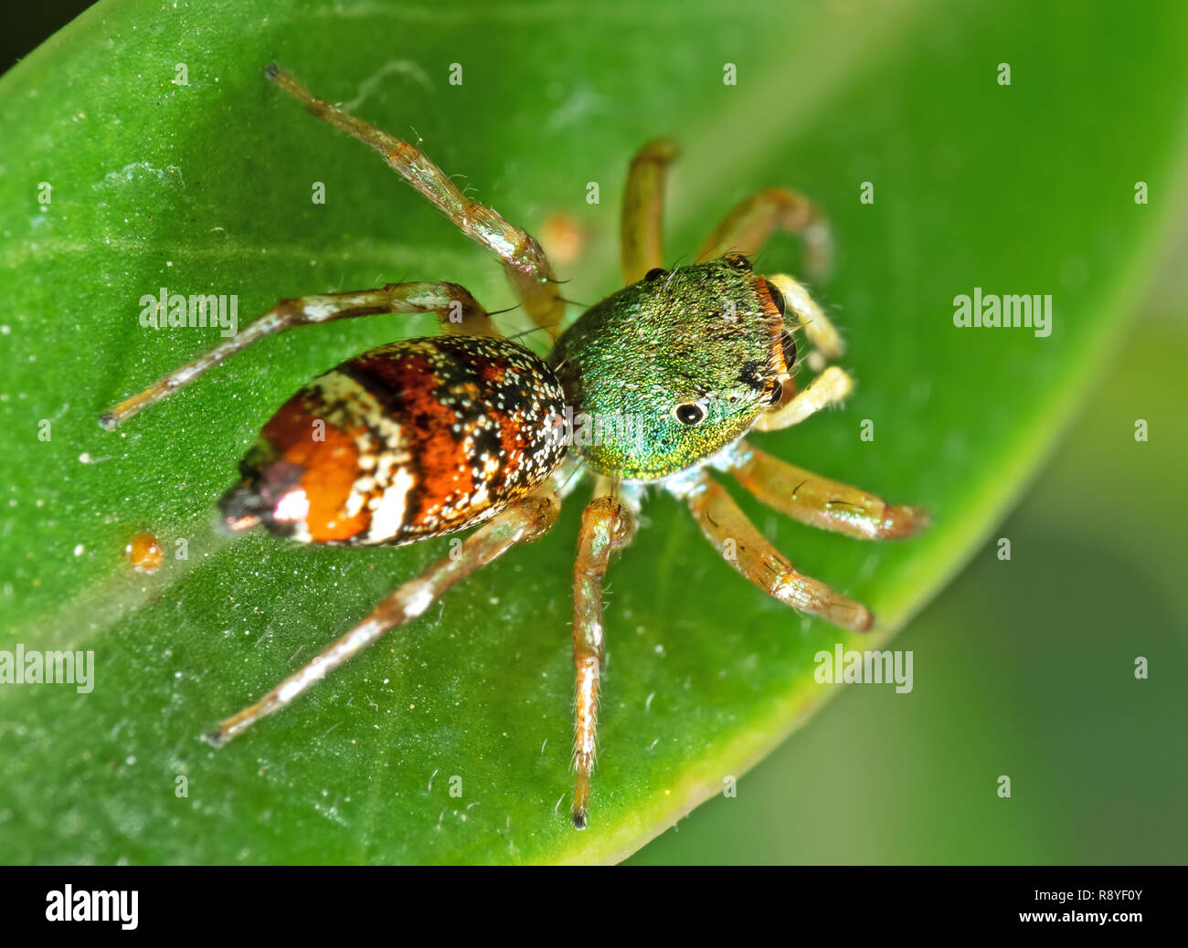 Macro Photography of Colorful Jumping Spider on Green Leaf Stock Photo ...