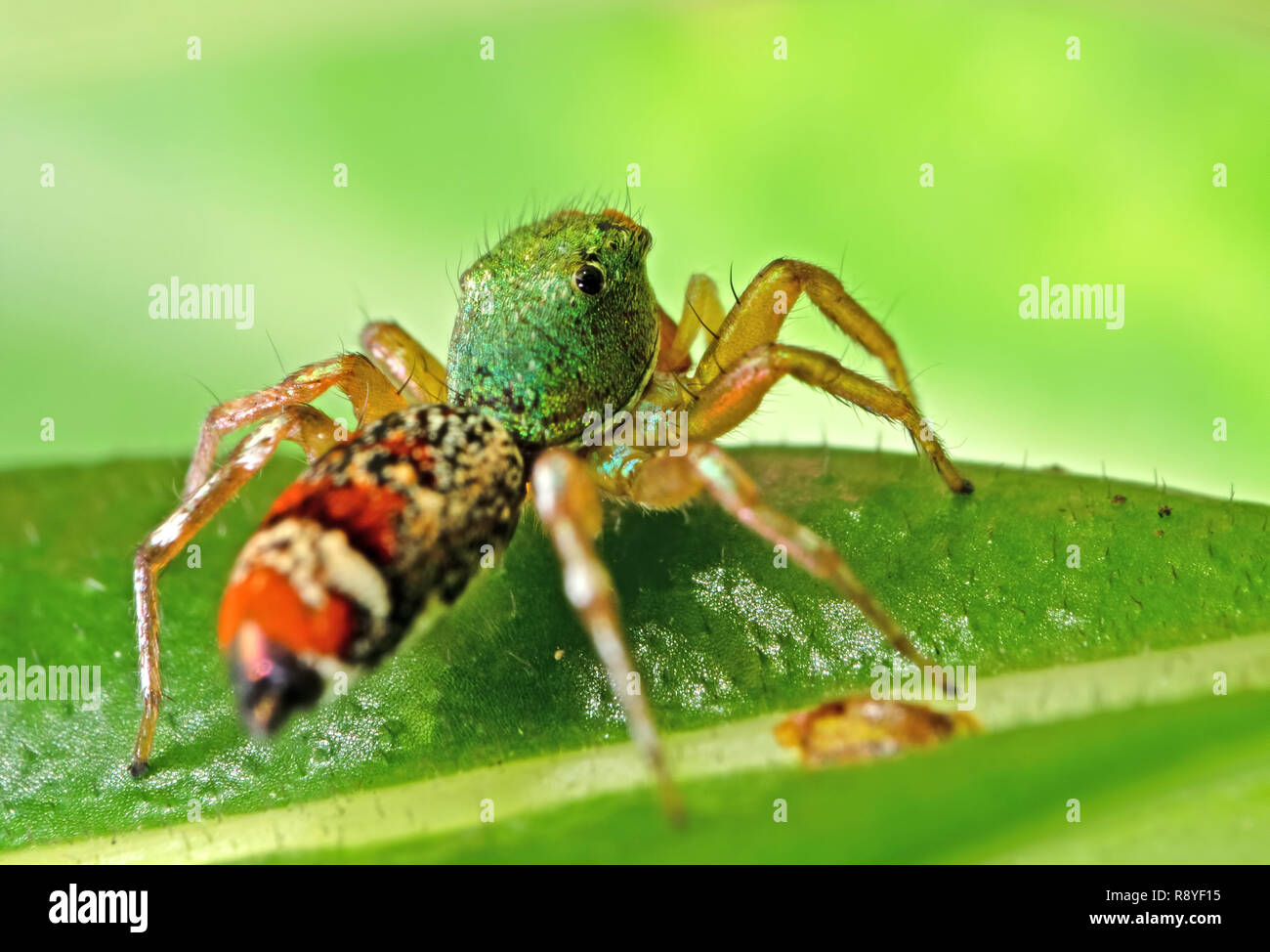 Macro Photography of Colorful Jumping Spider on Green Leaf Stock Photo ...