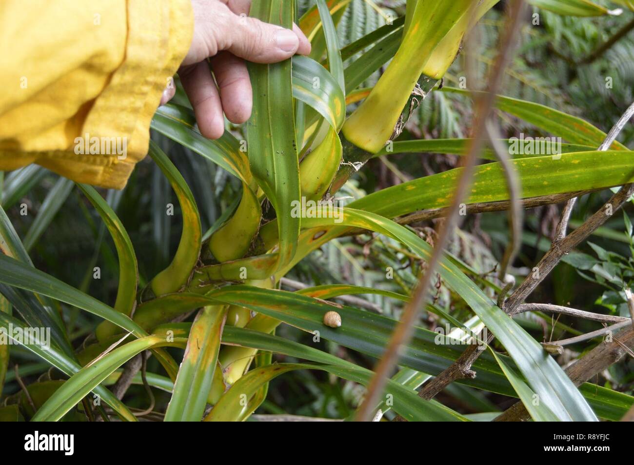 SCHOFIELD BARRACKS — An endangered Oahu tree snail rests on a leaf in a ...