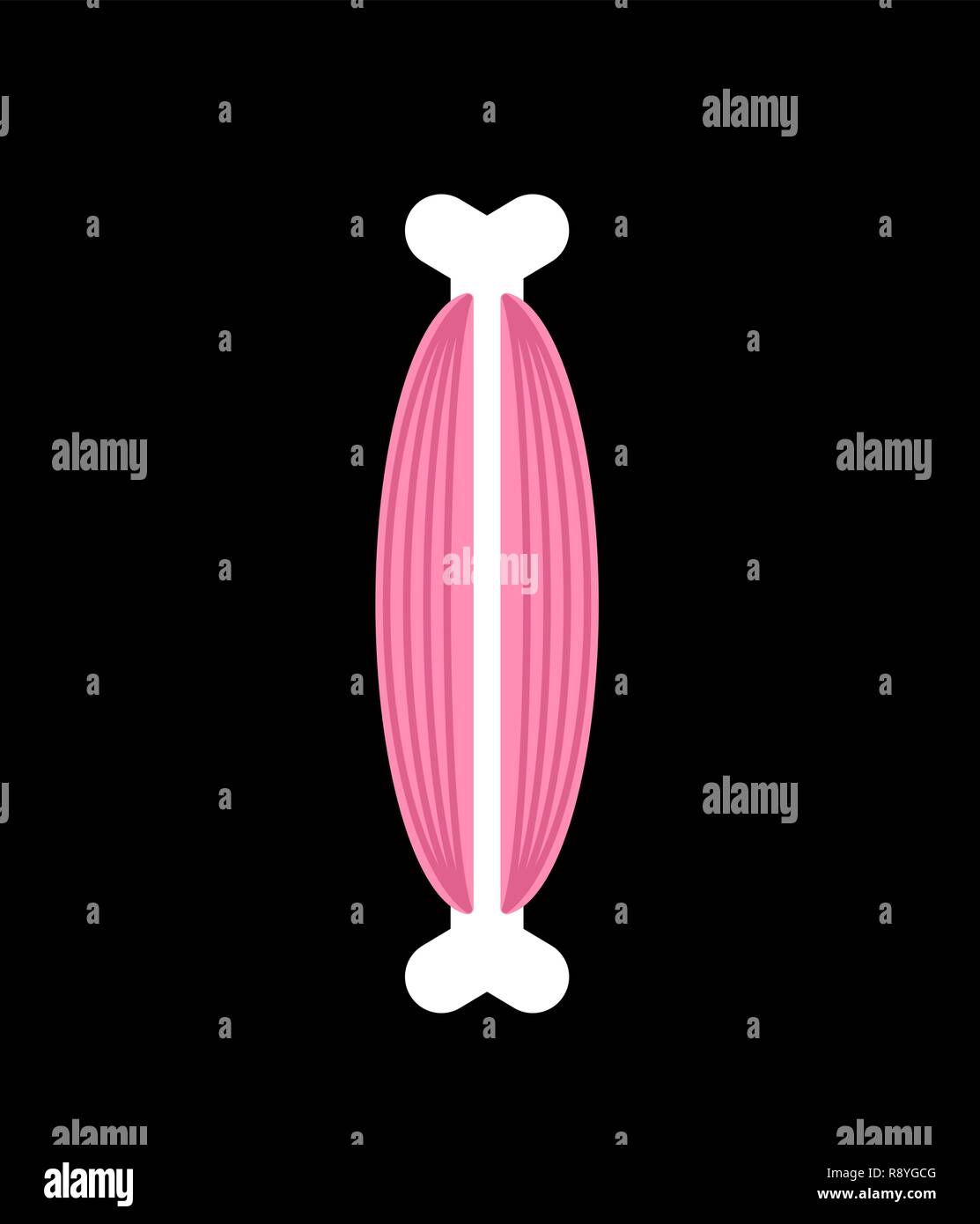 Bone with muscles. Human anatomy illustration. Vector illustration ...