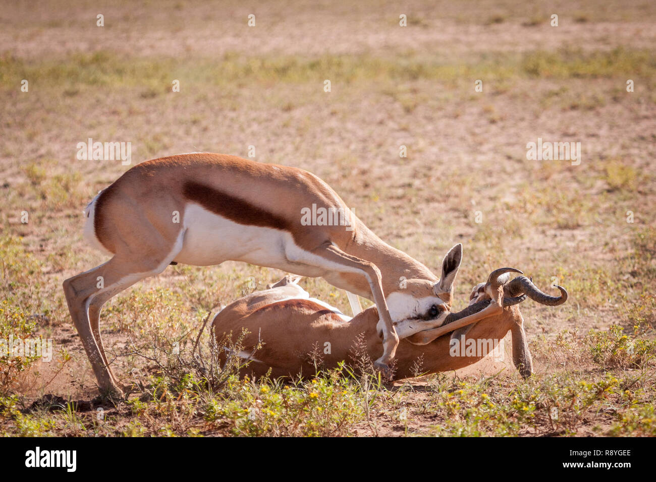 Intense fighting hi-res stock photography and images - Alamy
