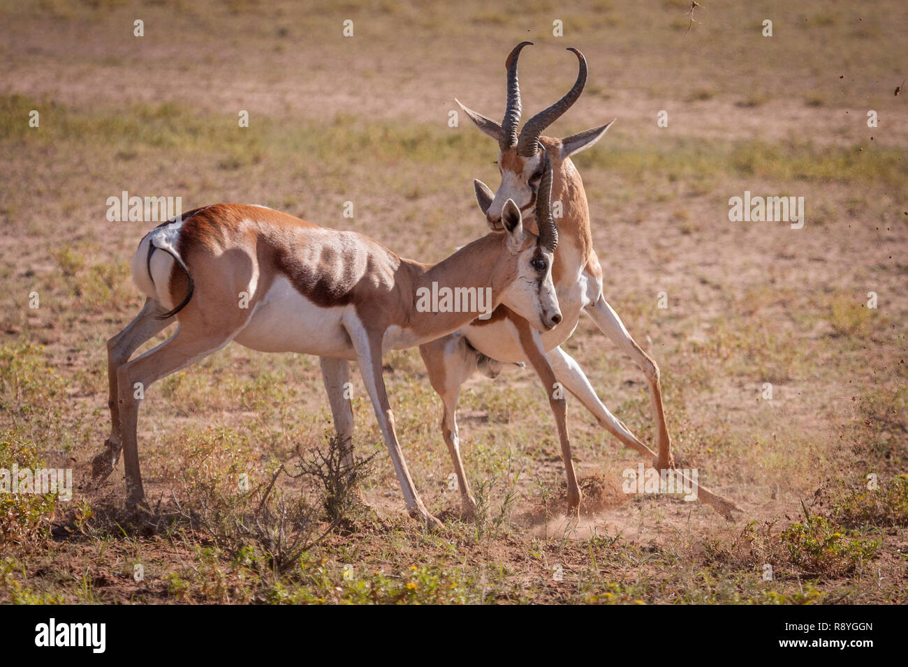 Rams fighting hi-res stock photography and images - Alamy