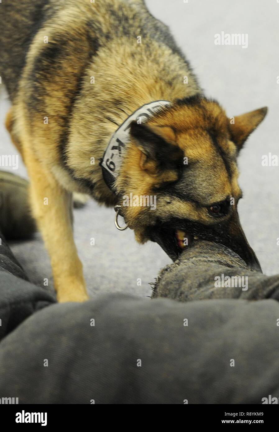 Cyndy, military working dog, bites the sleeve of a bite suit during ...