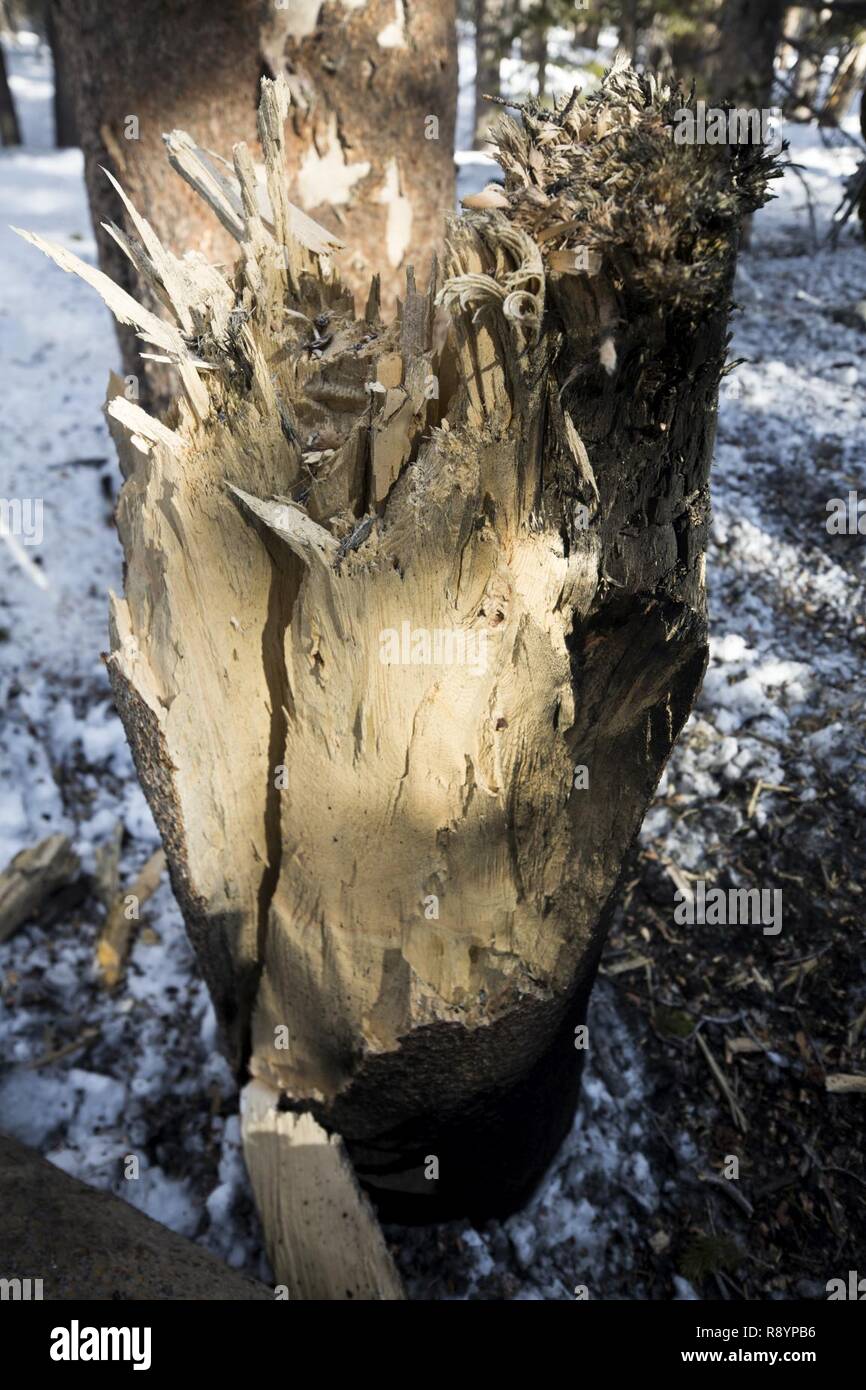 Abatis hi-res stock photography and images - Alamy