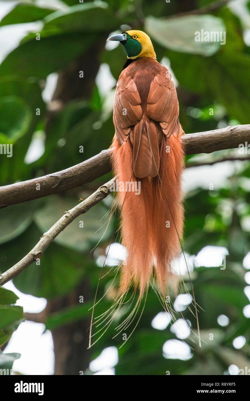 Raggiana Bird Of Paradise