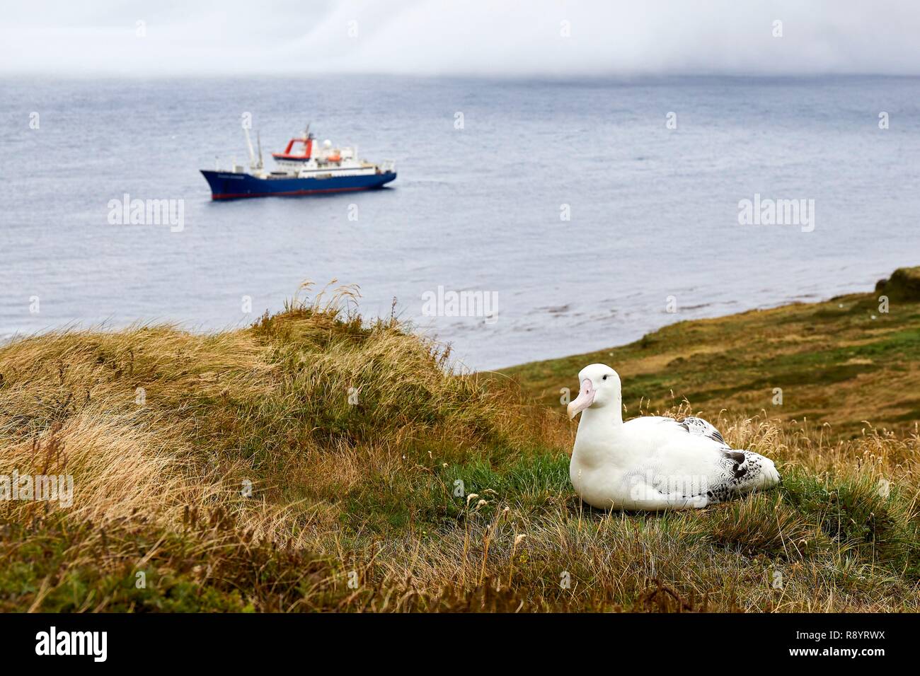 Crozet Islands