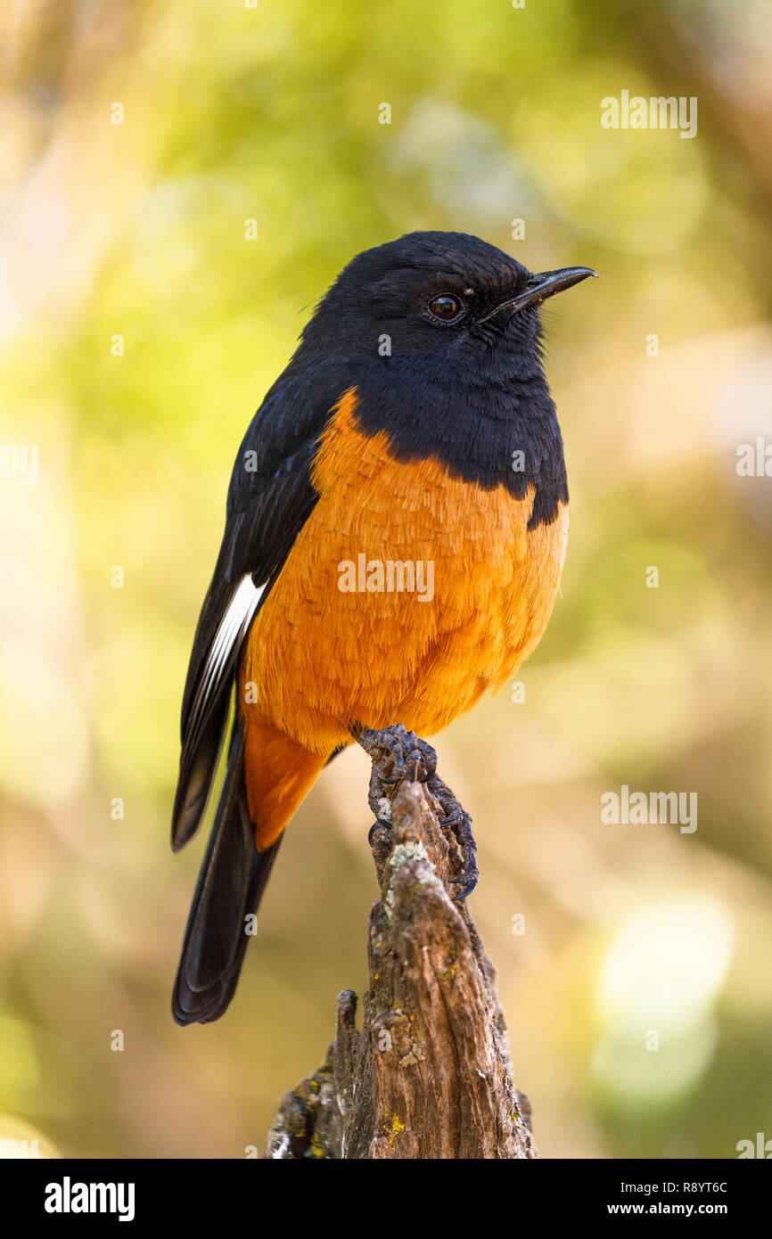 Winged cliff chat (Thammaolaea semirufa) Lalibela. Ethiopia. Africa ...