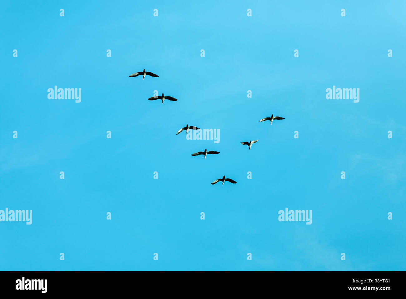 V formation of birds or skein in the blue sky, migration to warmer ...