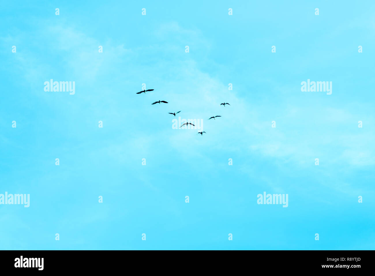 Birds flying in formation sweden hi-res stock photography and images ...