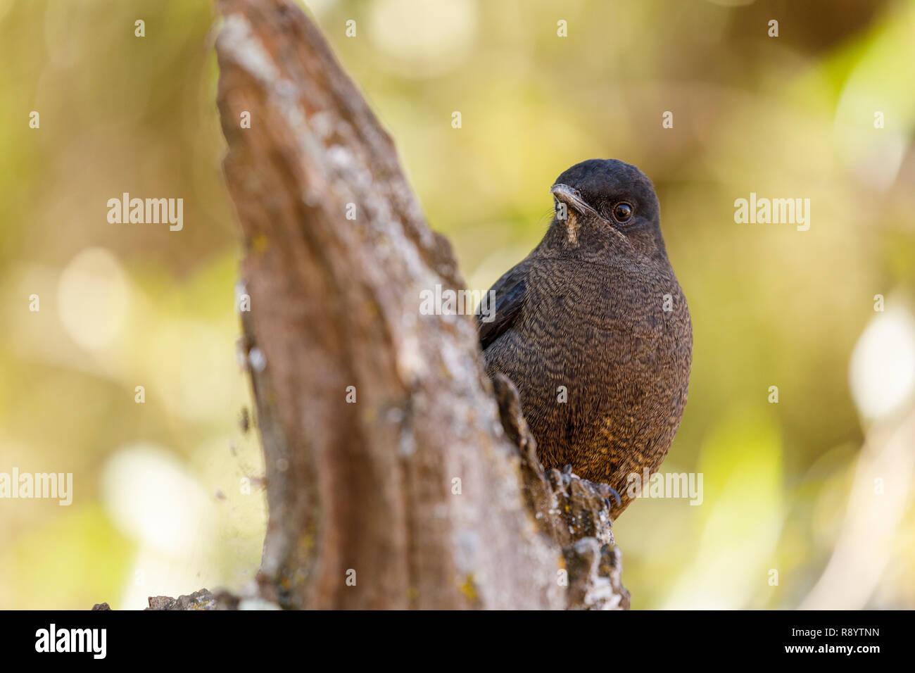 Winged cliff chat (Thammaolaea semirufa) Lalibela. Ethiopia. Africa ...