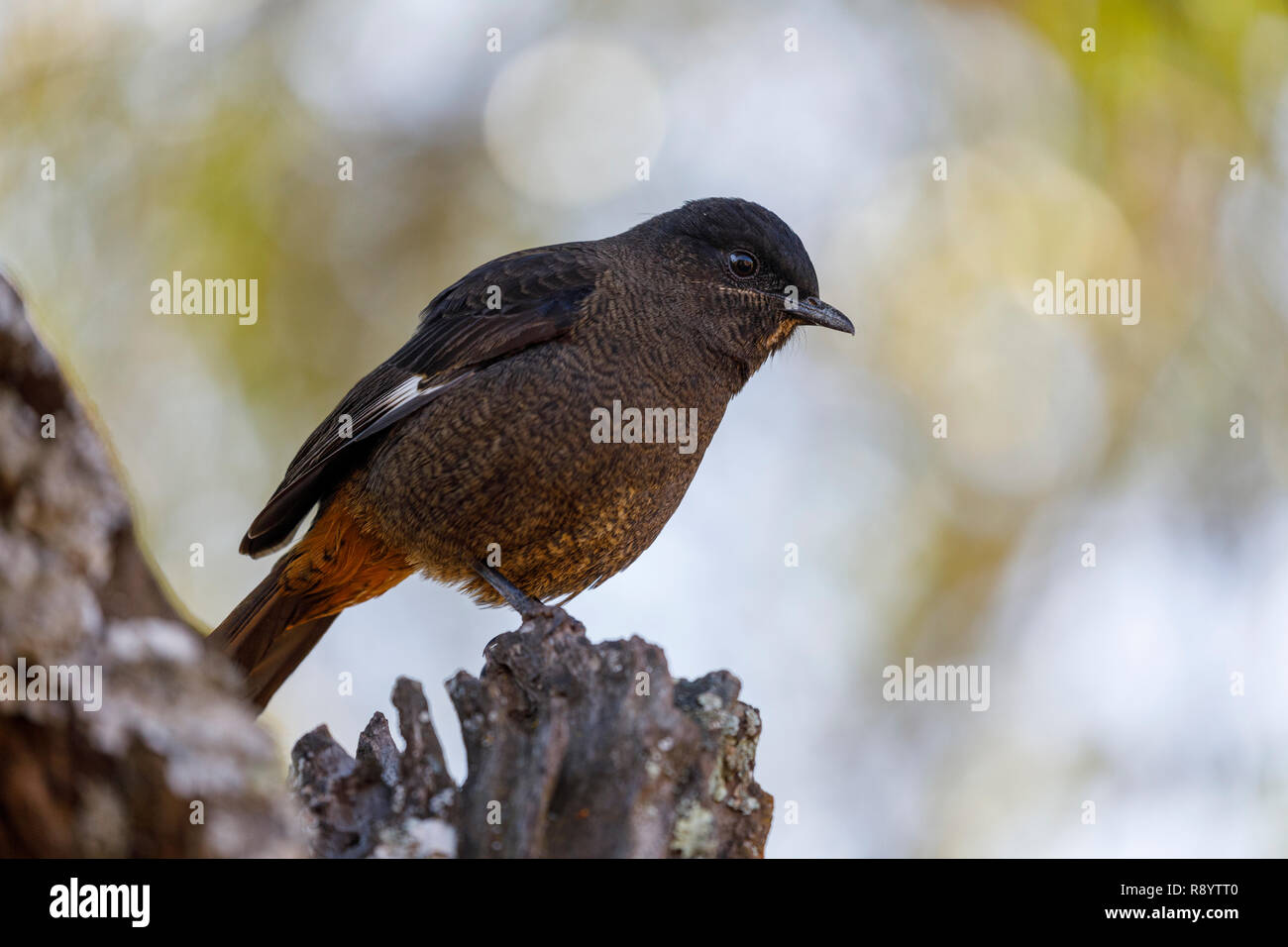 Winged cliff chat (Thammaolaea semirufa) Lalibela. Ethiopia. Africa ...
