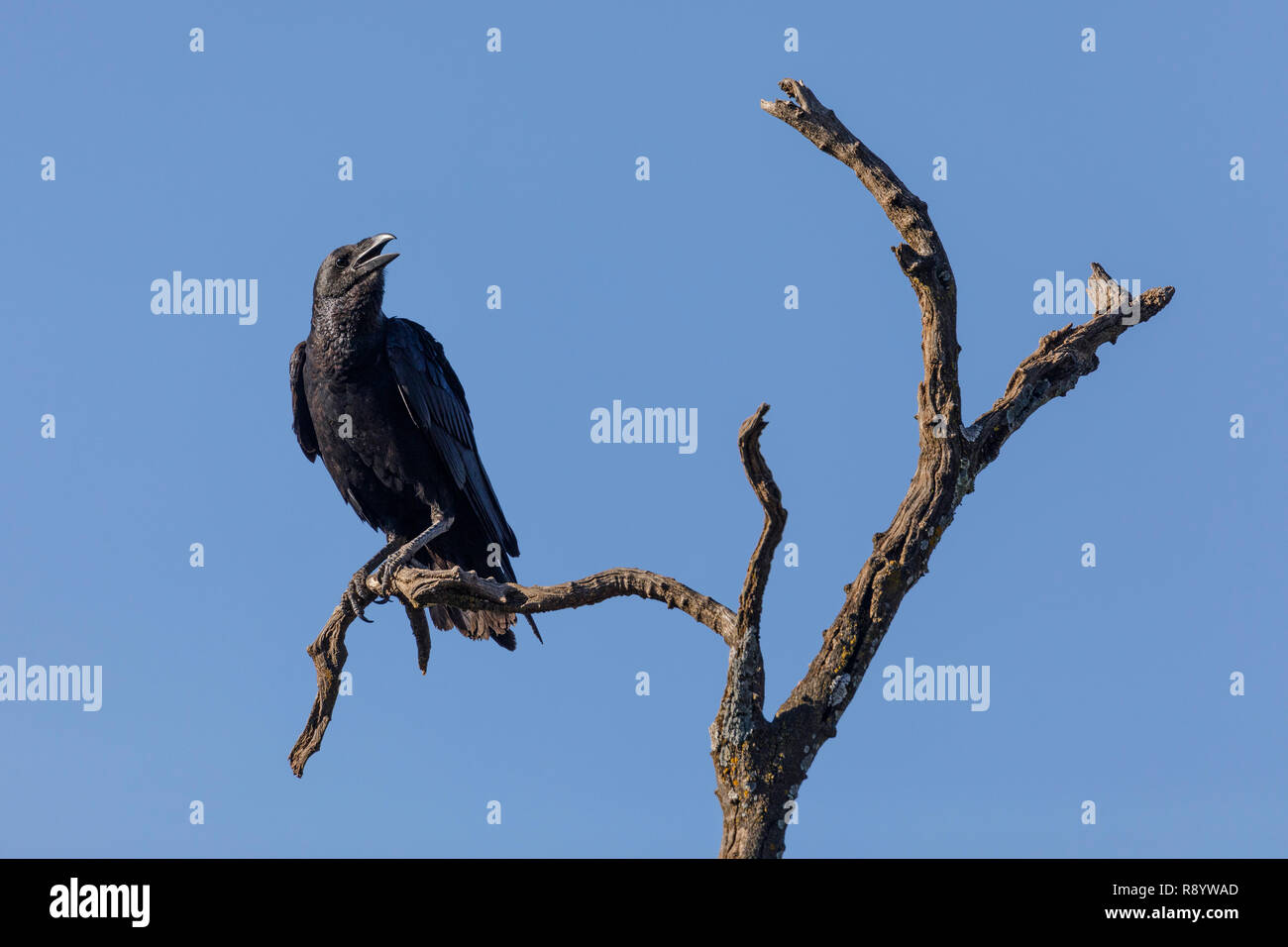 Raven (Corvus sp.) Lalibela. Ethiopia. Africa Stock Photo - Alamy