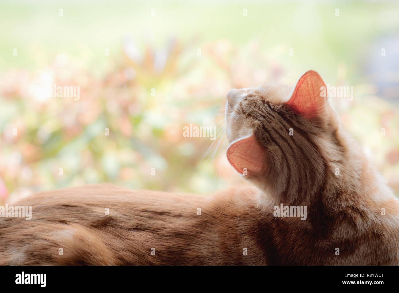 Cat behind ears hi-res stock photography and images - Alamy