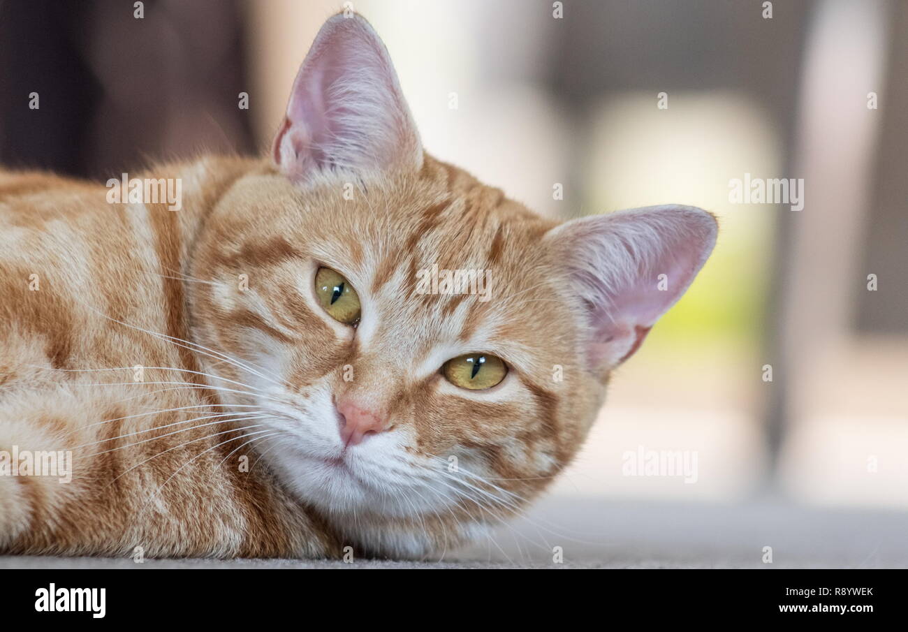 Ginger cat laying down hi-res stock photography and images - Alamy