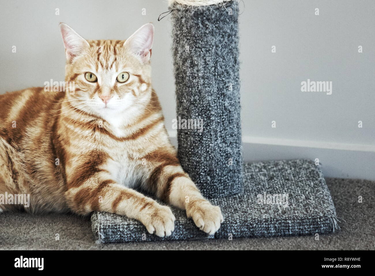 Leaning against cat hi-res stock photography and images - Alamy