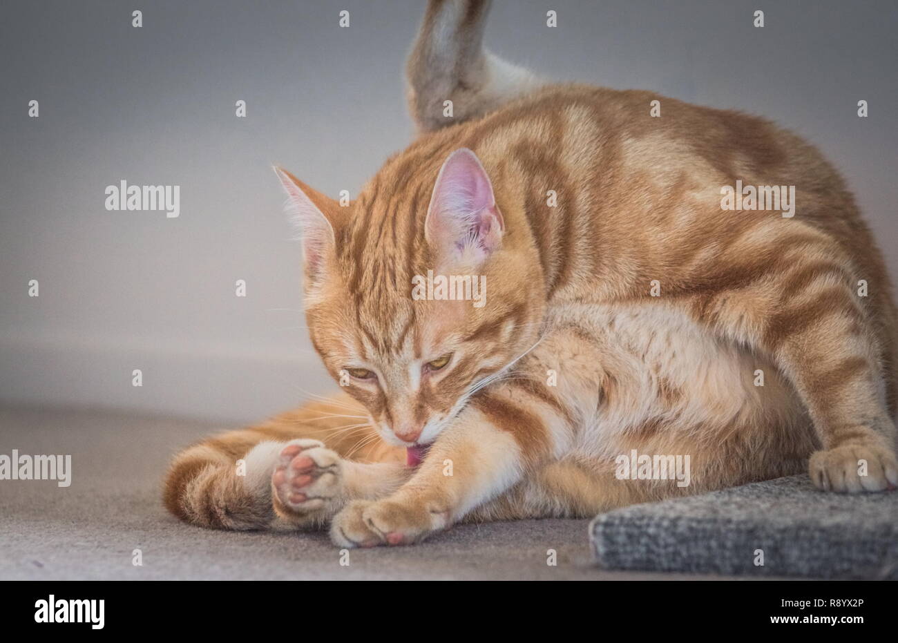 Wash itself hi-res stock photography and images - Alamy