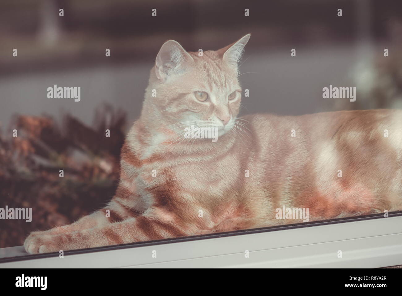 Close up image of a ginger cat looking outside through a window Stock ...