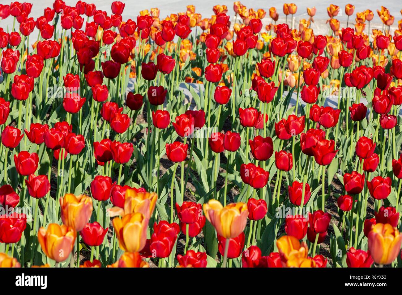 Montreal spring hi-res stock photography and images - Alamy