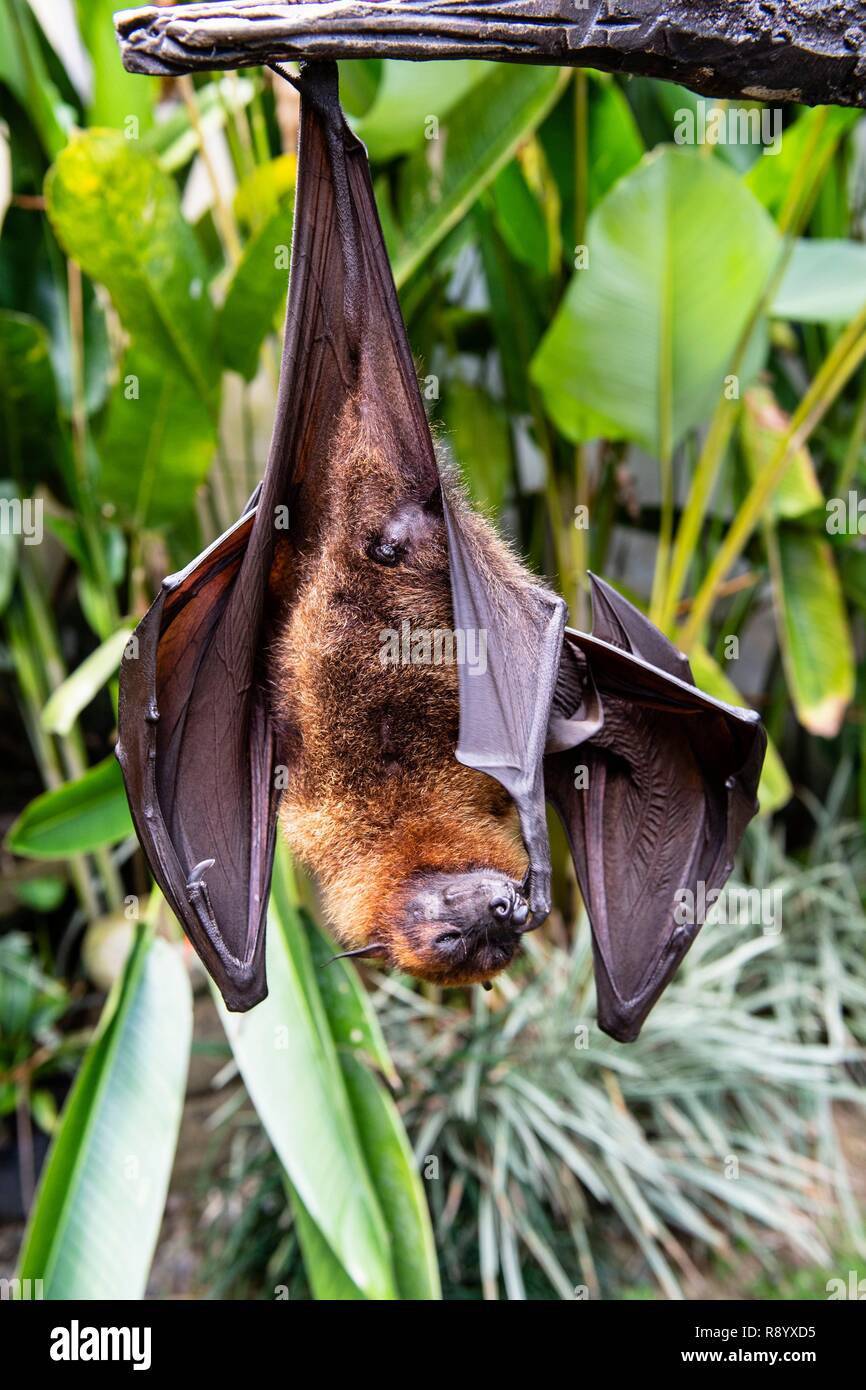 Bali wildlife hi-res stock photography and images - Alamy