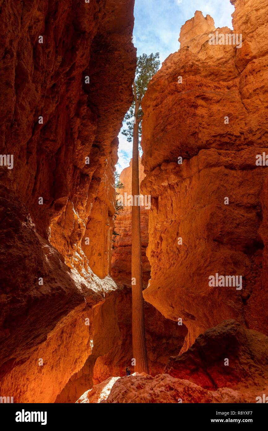 United States, Utah, Bryce Canyon National Park, an impressive ...
