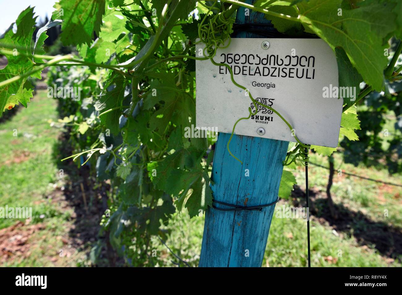 Shumi hi-res stock photography and images - Alamy