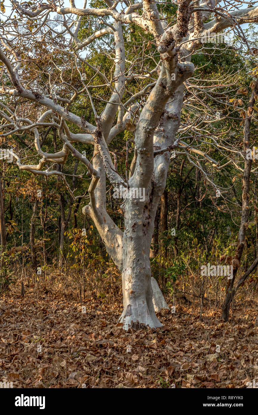 ghost treeTadoba Andhari Tiger Reserve Maharashtra INDIA asia Stock ...