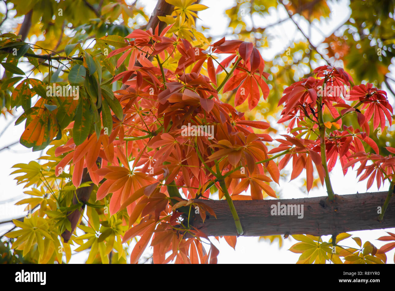 Red orange yellow autumn hi-res stock photography and images - Alamy