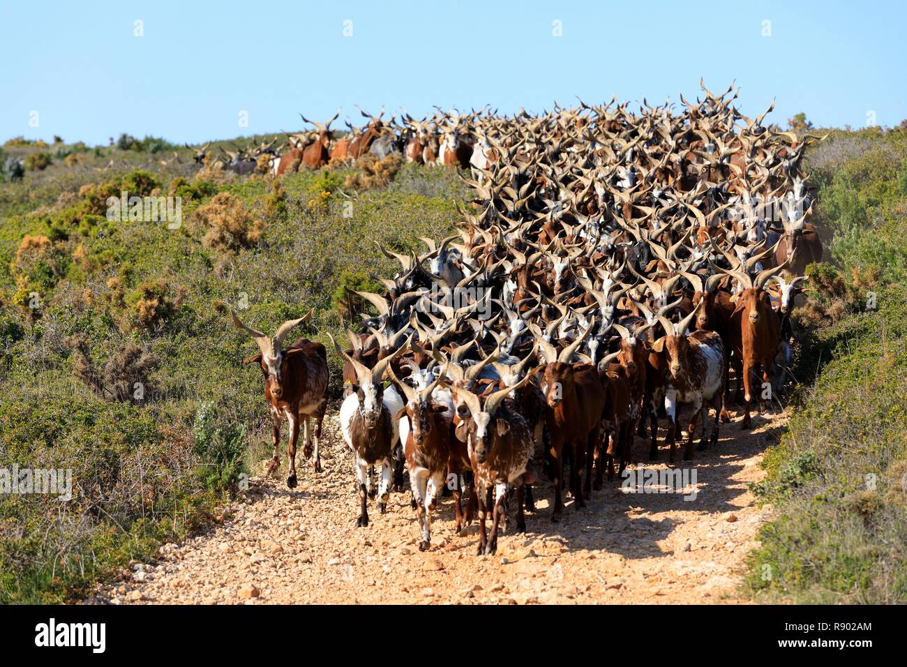 Rove goat hi-res stock photography and images - Alamy