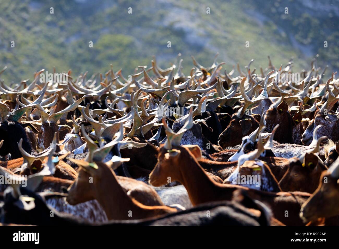 Goat rove hi-res stock photography and images - Alamy