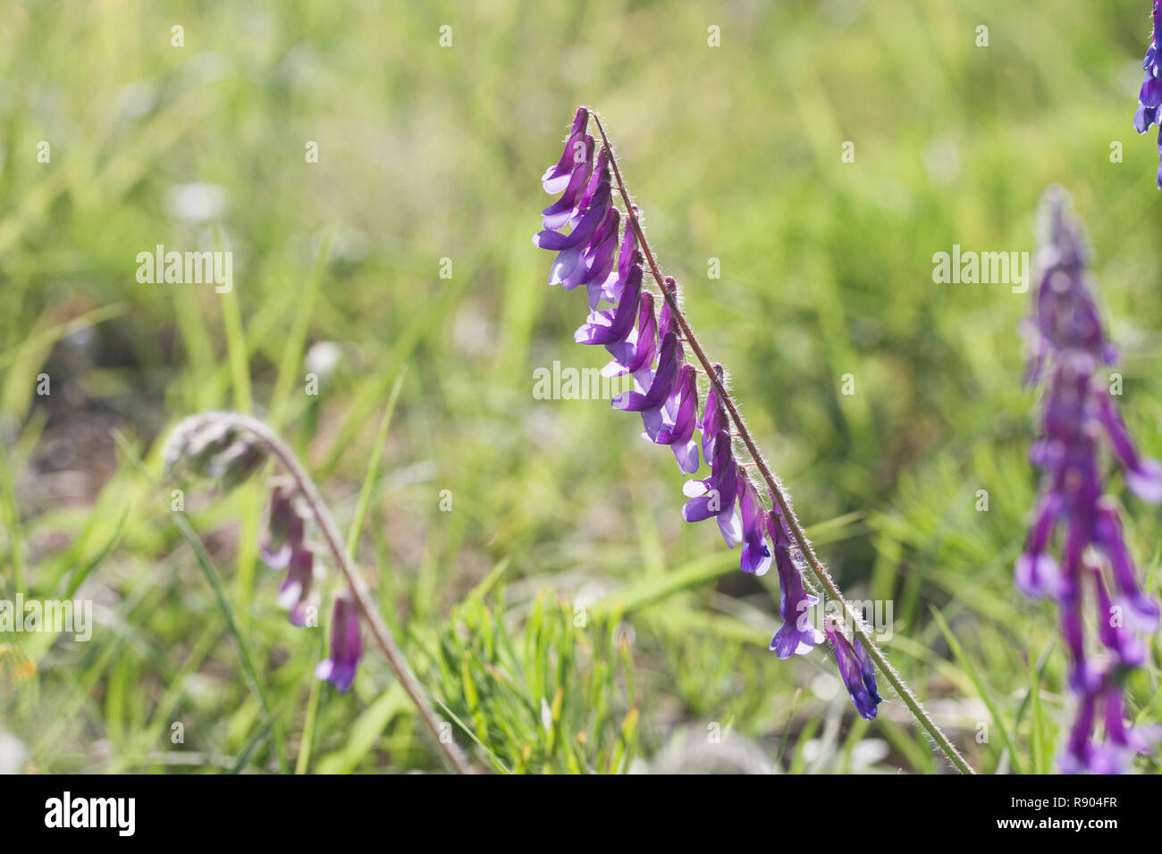 Sprawling climber hi-res stock photography and images - Alamy