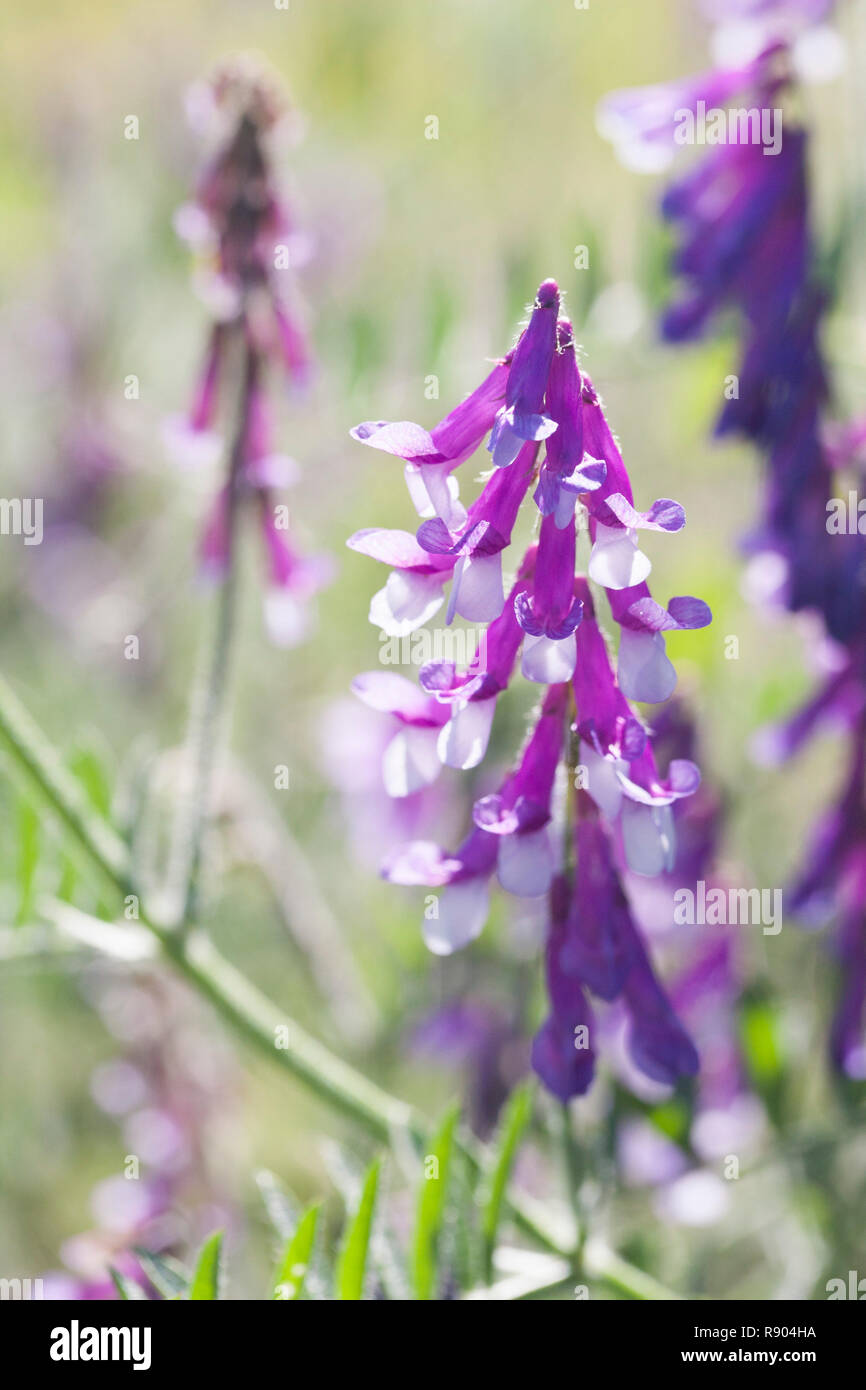 Sprawling climber hi-res stock photography and images - Alamy