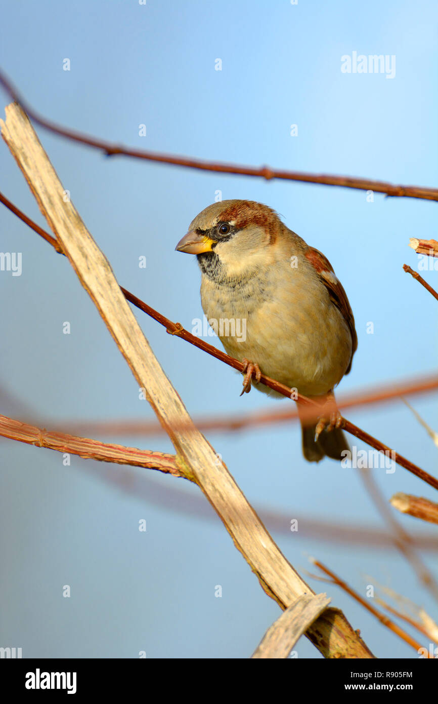 Passeriform bird hi-res stock photography and images - Alamy