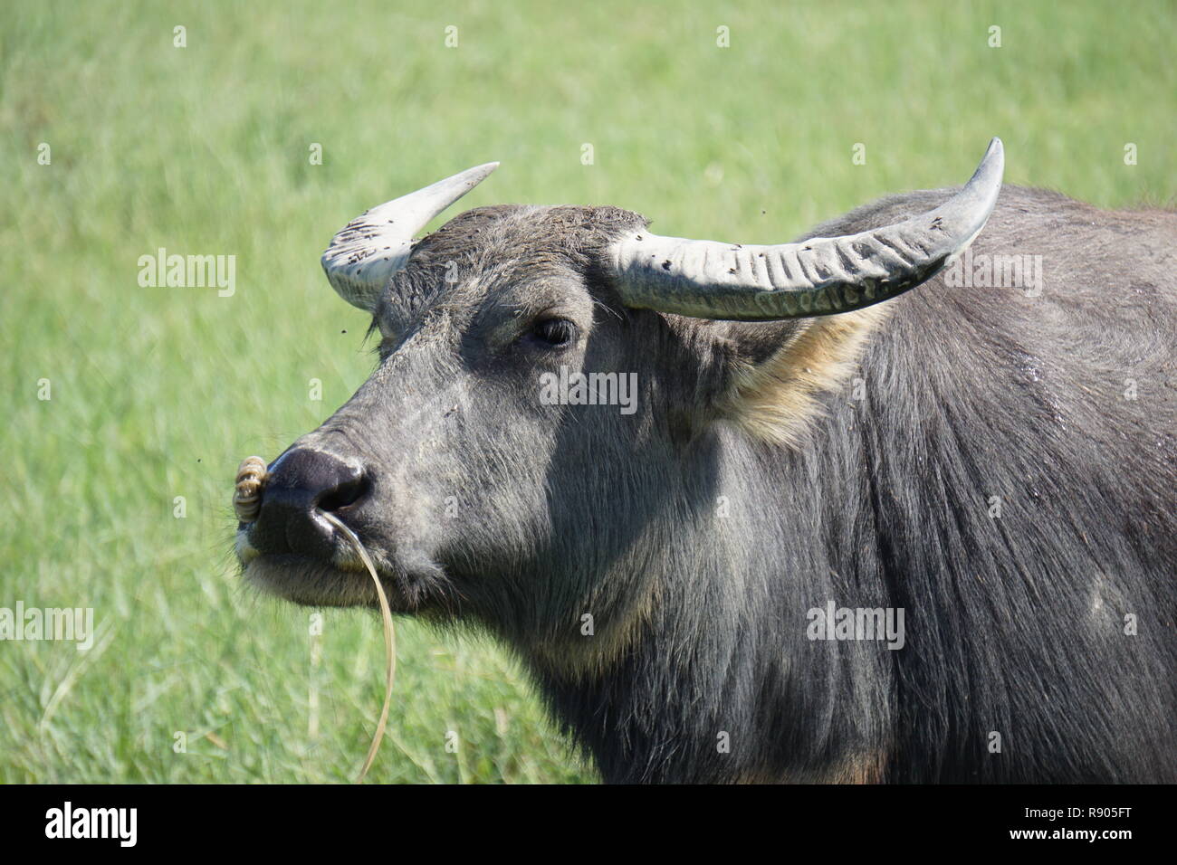 Water Buffalo frontal in Rice field Stock Photo - Alamy