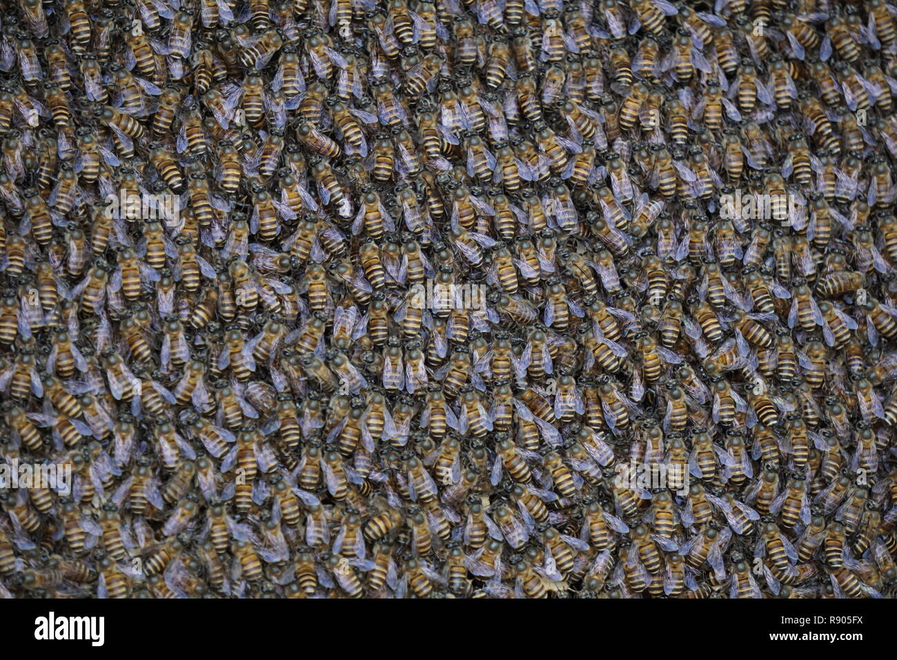 Hundreds of bees hi-res stock photography and images - Alamy